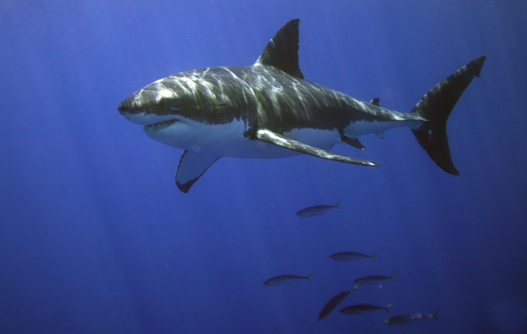 Action For Sharks and Rays - OPS Productions