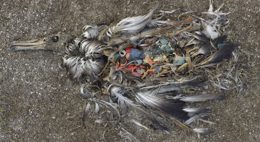 A Handful of Plastic Can Be Fatal: New Science Reveals the True Scale ...